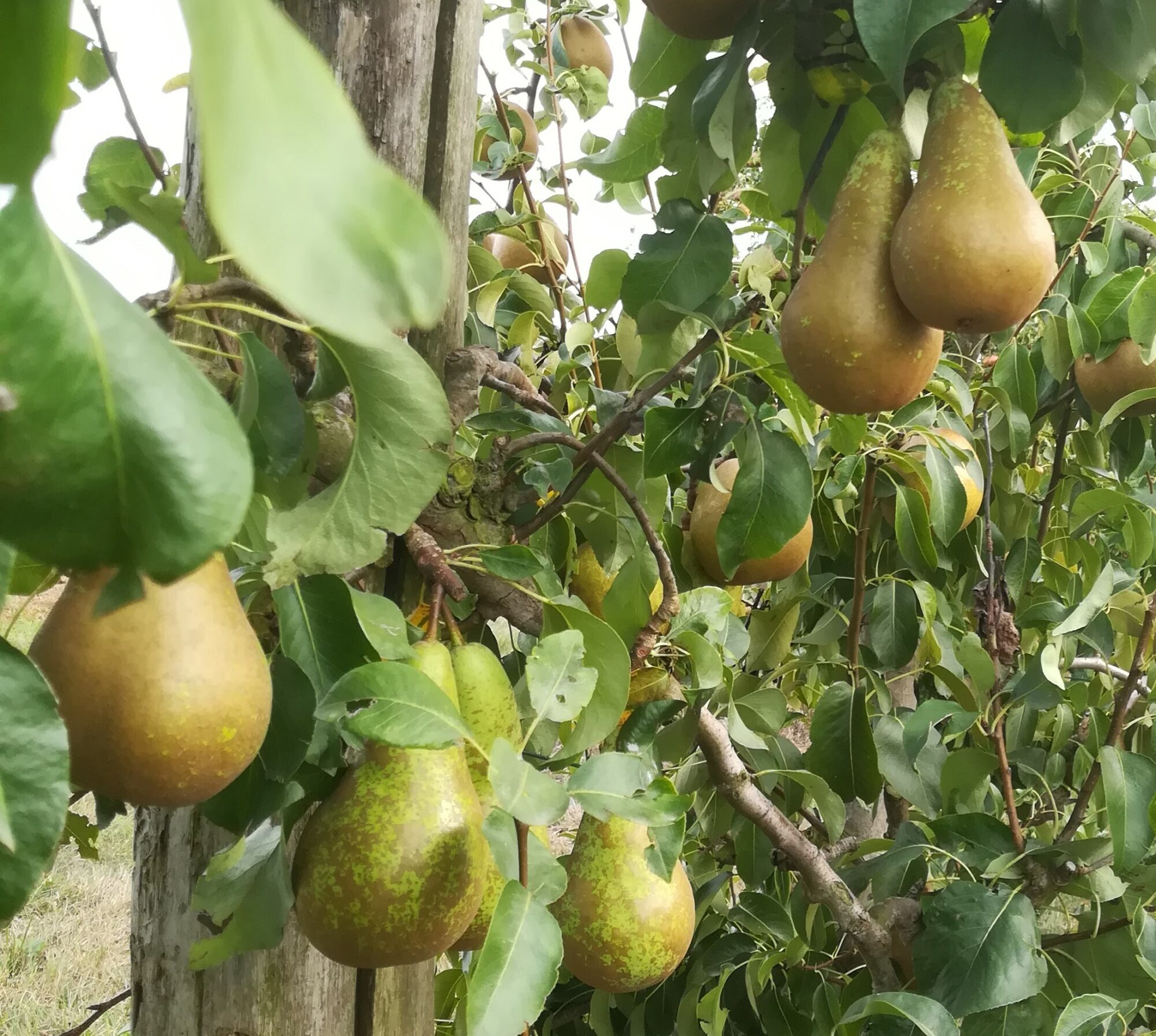 Nos poires | Les Vergers de la Ménardière
